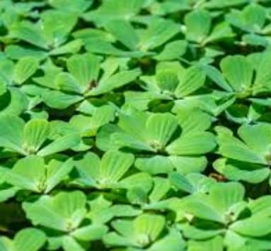 WATER CABBAGE /LETTUCE PISTIA/ STRATIOTES /NILE CABBAGE / WATER ROSE ...