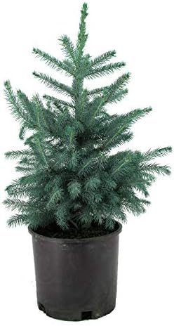 Amazon.com : American Plant Exchange Colorado Blue Spruce 3g Pot ...