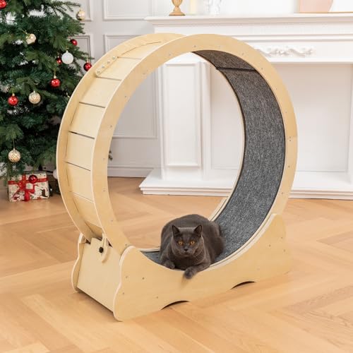 Cat Hamster Wheel – The 15 best products compared - Wild Explained