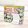 Amazon.com : All-in-One Flower Garden Kit - 25 Flower Bulbs Per Box ...