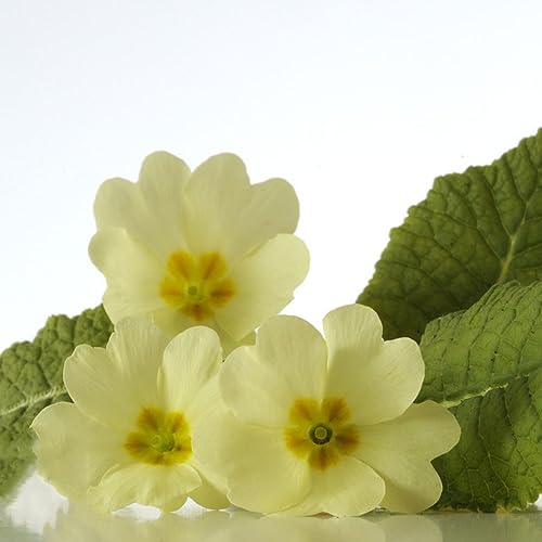 Primeln Winterhart Mehrjährig – Die 15 besten Produkte im Vergleich ...