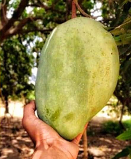 Guru24Hours™ Grafted Live Plant Noorjahan Mango Healthy Live Plant Big ...