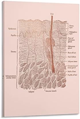 Amazon.com: Personalized Skin Anatomy Art Dermatologist Gift Print ...