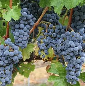 Amazon.com : 2 Fredonia Grape Vines, Bareroot Good Sized Roots! : Patio ...