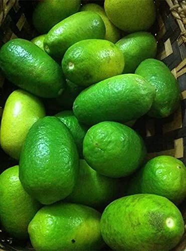 Assam Lemon / Kaji Nemu / Citrus Limon A grade Variety 5 seeds for ...