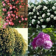 Home Desing Outdoor/Indoor (4 Colour Combo pack) Live Climbing Rose ...