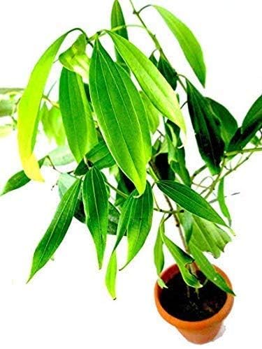 Golden Bloom Tej Patta, Tamalpatra, Indian Bay Leaf Plant/size 18 to 24 ...