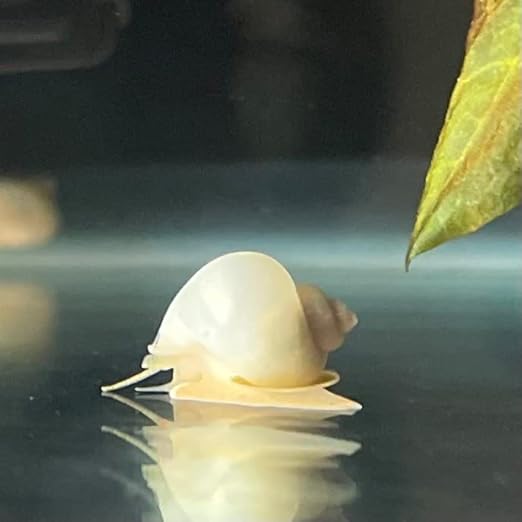 Amazon.com : Trio of White Ghost Mystery Snails, 3 Count Live ...