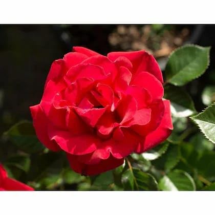 THE GREEN VIEW GARDENS Rare Plant Grafted English Rose Plant Lady Deep ...