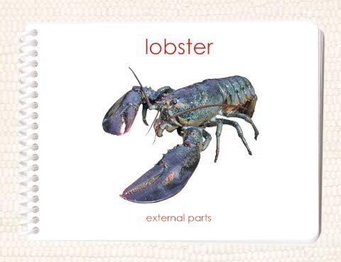 Lobster: External Parts Book (External Anatomy of the Crustacean ...