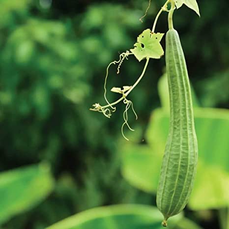 Turia,turai -Ridge Gourd -Vegetable Seeds-Pack of 30 Seeds : Amazon.in ...