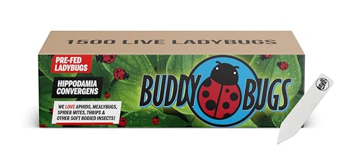 Buying Ladybugs For Your Garden