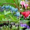 Bleeding Heart Flower Seeds 100pcs Mixed : Amazon.co.uk: Garden