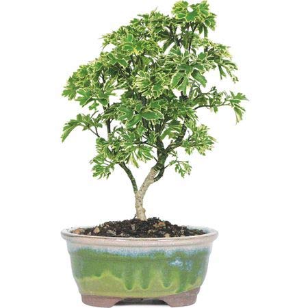 Plants Point Dwarf Rare Live Plant ' Ball Aralia, Aralia Bush ' Green ...