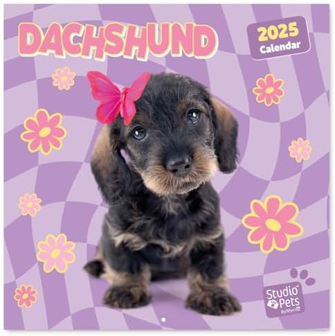 2025 Dachshund Puppies Monthly Wall Calendar by Bright Day, 12 x 12 ...
