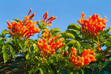 Begonia Vanusta Plant_Pyrostegia venusta Begonia Vanesta live plant ...