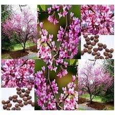 Buy 20 Eastern Redbud Tree Seeds Purple Online at Low Prices in India ...