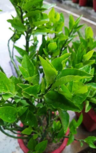 Planter Society Plants LiveVariegated Naagdon/Nagdon Medicinal Plant ...