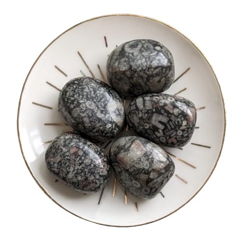 1x Crinoid Fossil Tumblestone | Crinoid Fossil Tumbled Stones | Crinoid ...