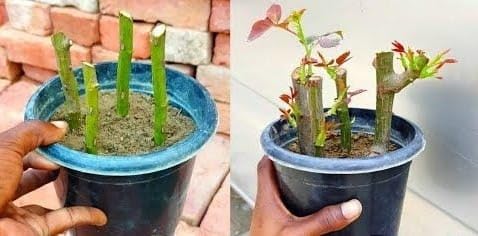 Organic Rooting Hormone Powder for Plants Cuttings (100 Gm) - Boost ...