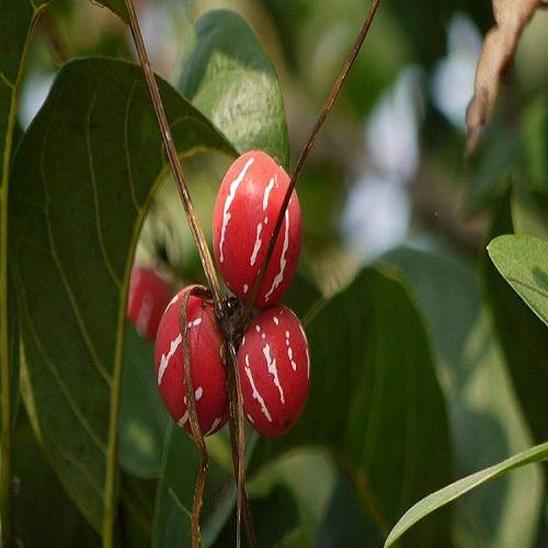 Rameshvar Enterprises | Shivlingi Seeds (Pack of 20) with Free Live ...