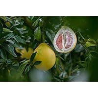 SHOP 360 GARDEN Pomelo/Citrus Maxima/Chakotra/Chinese grapefruit ...