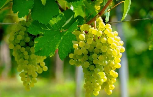 Cloud Farm Air Layered Grapes/Angoor live Plant CF_532 : Amazon.in ...