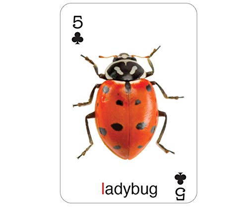 Super Duper Publications | Tiny Talk Articulation and Language Photo ...