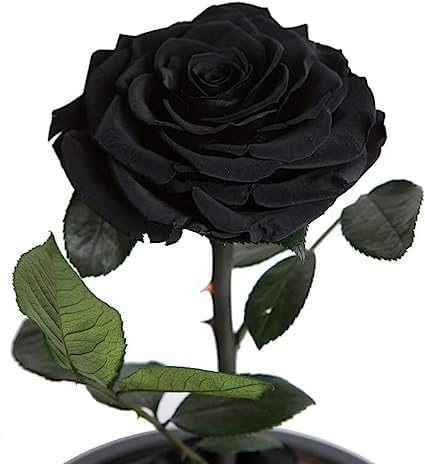 UNIQUE HOBBY Black Rose Live plant original,Kalo Golap Kala Golap 1 ...