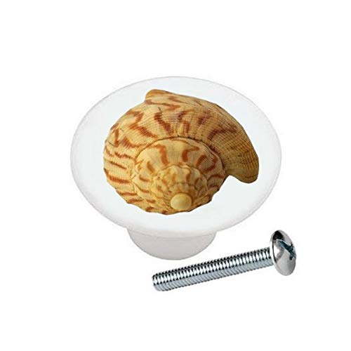 Amazon.com: Seashell Design #004 - Seashells Sea Shells - DECORATIVE ...