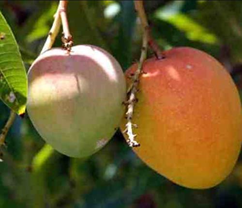 PLNZLY Mango Panduri Grafted Plant Live Plant (Pack of 1) : Amazon.in ...