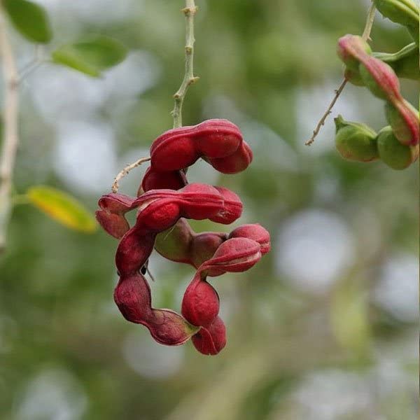 ShopGreen Sweet Red Tamarind Grafted/Guti Kolom Plant, Red Imli With ...