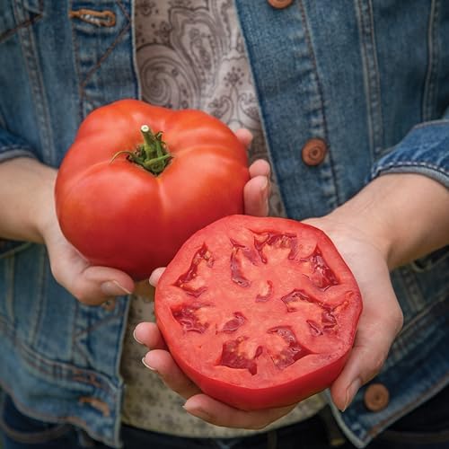 PREMIER SEEDS DIRECT Tomato - Delicious- 50 Finest Seeds : Amazon.co.uk ...