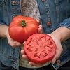 PREMIER SEEDS DIRECT - Tomato - Burlesque - 12 Seeds (Blight Resistant ...