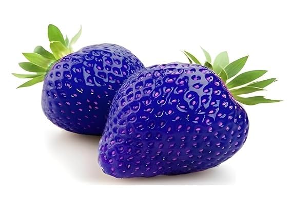 Blue Strawberry Fruit Very Sweet Healthy Hybrid Plant Pack of 2 ...