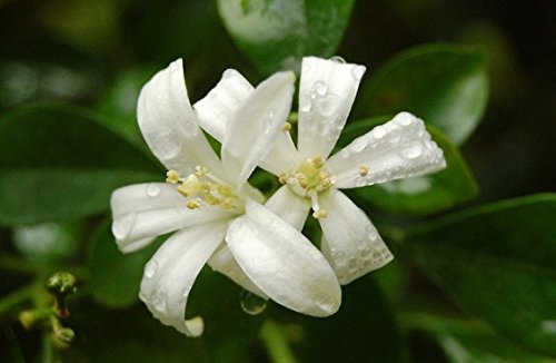 Creative Farmer Maramulla - Murrayya Exotica Jasmine Flower Seeds ...