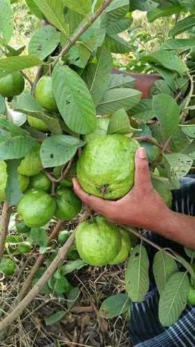 GOLDEN GLOW Sweet Hybrid VNR 1 kg Koyya Peru Jamapandu Psidium guajava ...