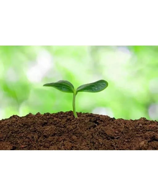 Vermi Compost Organic Cow Dung Manure Fertilizers for Plants & Home ...