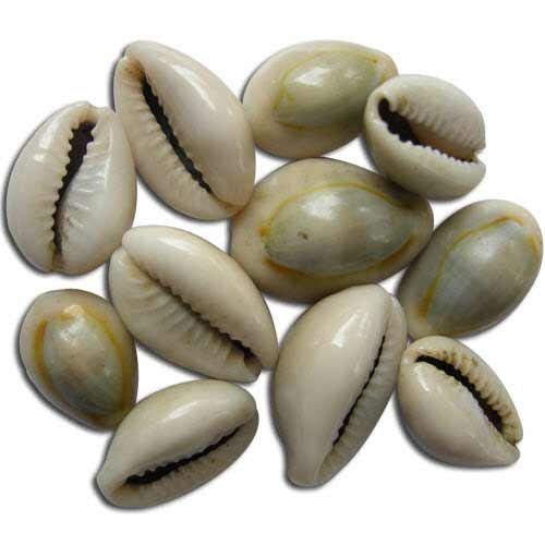 Cowrie Shells For Pooja Cowry Yellow Kodi For Pooja By | Desertcart INDIA