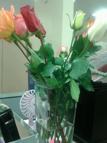 Amazon.com: One Dozen Rainbow Roses (with FREE glass vase) - Flowers ...