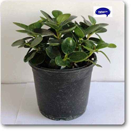 Amazing Store Ficus Compacta - Plant : Amazon.in: Garden & Outdoors