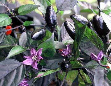 Vajra seeds Chilli seeds Black Cobra Hot Pepper Vegetable 25 Seed ...