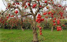 Apple Plant Grafted Live Apple Plant Original Variety Especially Hot ...