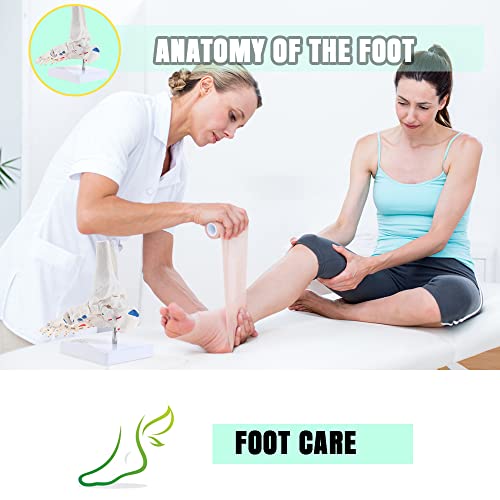 Snapklik.com : MIIRR Human Foot And Ankle Model, 1:1 Life-Size Model ...