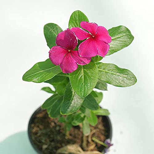 The Nursery Sadabahar Plant (Hybrid, Pack of 1) : Amazon.in: Garden ...