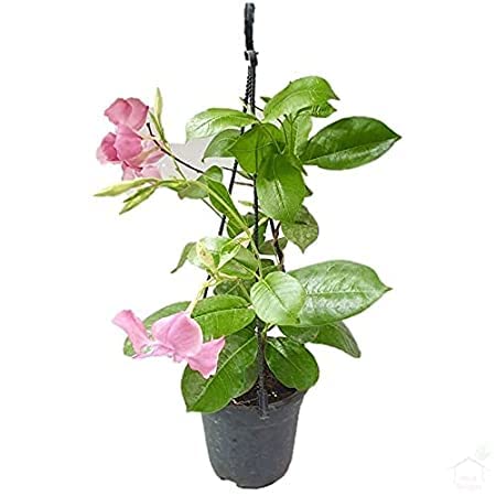 GREENLIVE TRADERS Mandevilla Flowering Creeper Plant (Pot Included ...