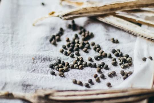 Coffee Okra seeds BY GODSOWNCOUNTRYIN Abelmoschus Esculentus, Malvaceae ...