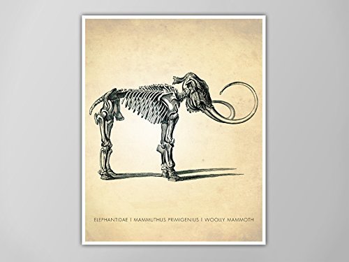 Amazon.com: Woolly Mammoth Art Print, Dinosaur Art Print, Vintage ...