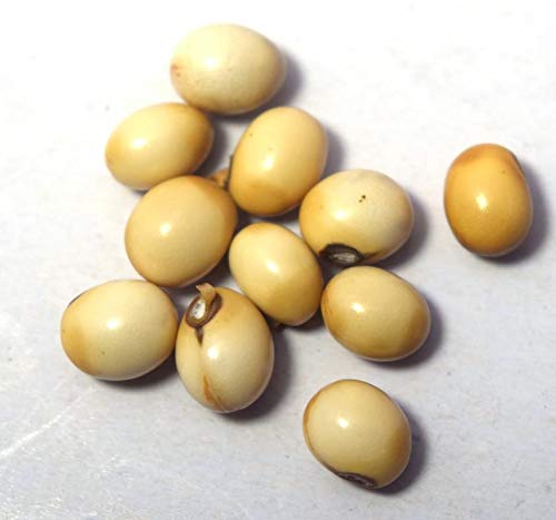 Naeva Natural Shwet Gunja White Chirmi Beads Abrus Seed Gamanchi ...