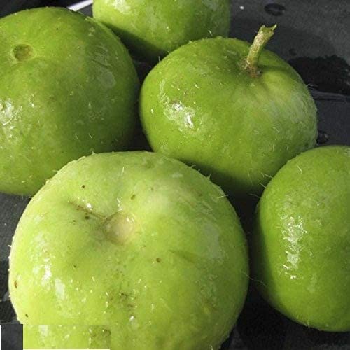 EVOY -PACV - Hybrid Round Gourd Tinda Vegetable 50 Seeds AF19 : Amazon ...